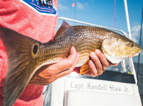 How To Consistently Catch Big Redfish Landed Fishing