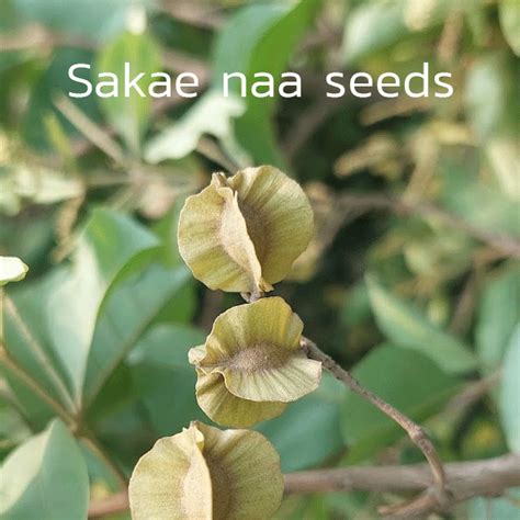 Taweemon Botanicals The Best Farming Manufacturer And Vendor Kratom