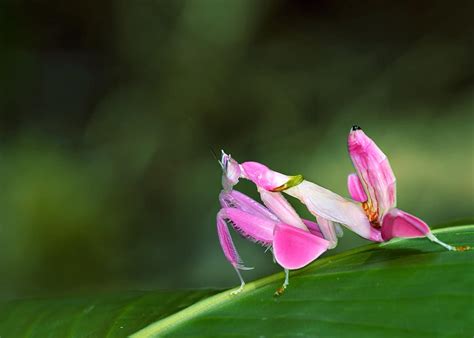 35 Orchid Mantis Facts Bloodthirsty Living Flowers Hymenopus