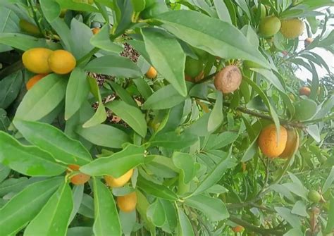 Cara Menanam Jeruk Nagami Yang Segar Dan Bermanfaat Tani Untung