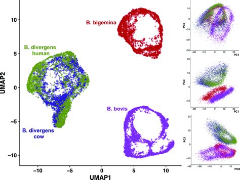 Projection Of Single Cell Rna Sequencing Data Onto Umap Coordinates And