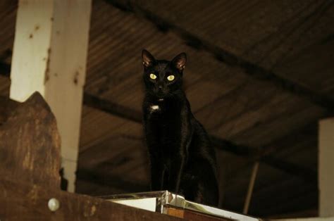 Premium Photo Low Angle Portrait Of A Cat