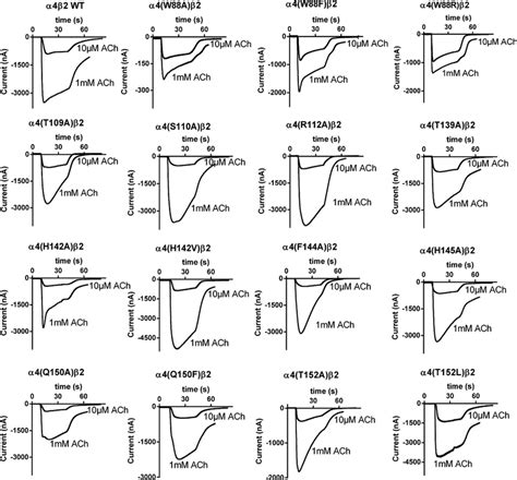 Representative Traces From Two Electrode Voltage Clamp Experiments On Download Scientific