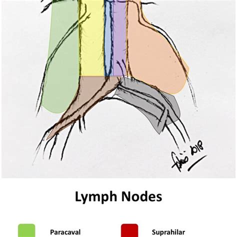 Retroperitoneal Lymph Node Areas Original Drawing By The Author Download Scientific Diagram