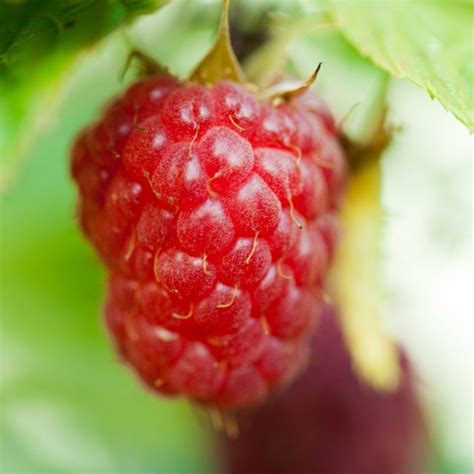 Mammoth Red Raspberry Food Forest Nursery