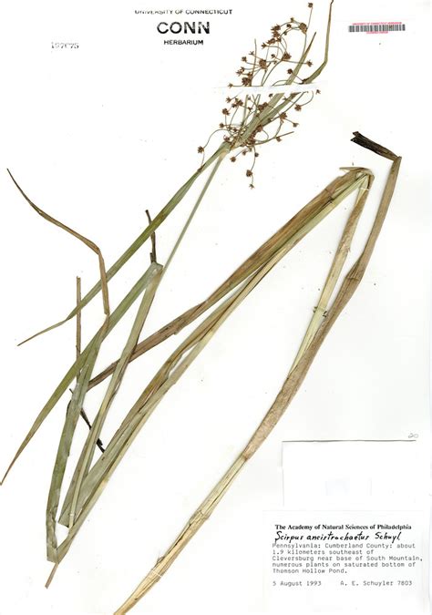 Scirpus Ancistrochaetus Northeastern Bulrush Go Botany