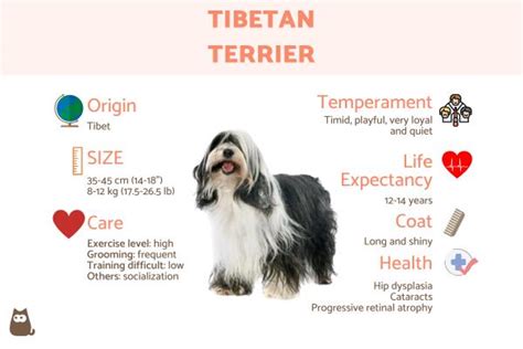 Tibetan Terrier Breed Information With Photos