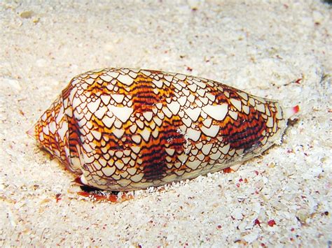 Cone Snail Venom Facts And Potential Medical Benefits Owlcation