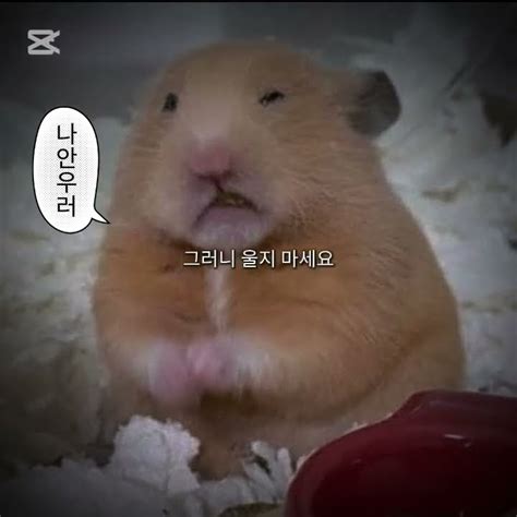울면 안되는 이유🤓 편집 햄스터 편집계 짤 햄스터짤 귀여운 이상한 영상 떡상떡상떡상떡상떡상떡상떡상떡상떡상 추천추천추천추천추천추천추천추천추천추천 추천떠라 Youtube