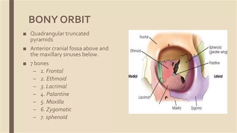 Anatomy Of The Orbit Pptx