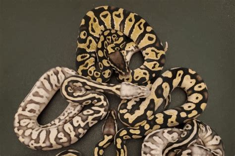How To Tell A Snake S Gender 4 Different Ways