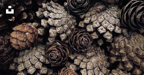 갈색과 검은 색 껍질 더미 사진 Unsplash의 무료 무늬 이미지