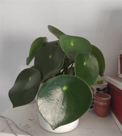 My Raindrop Peperomia Is Flowering R Houseplants