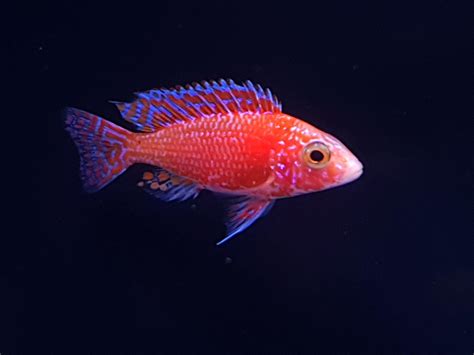 African Cichlid Breeding Guide Rfish