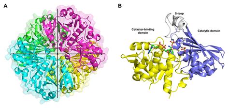 Crystal Structure Of Cytoplasmic Gapdh From Rice A Ribbon