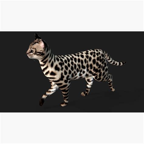 Leopard Cat A2 3d 모델 다운로드 포유류 On