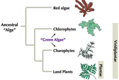 Chapter 29 Plant Diversity I Flashcards Quizlet