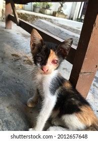 Skinny Kitten Because Eye Pain Stock Photo Shutterstock