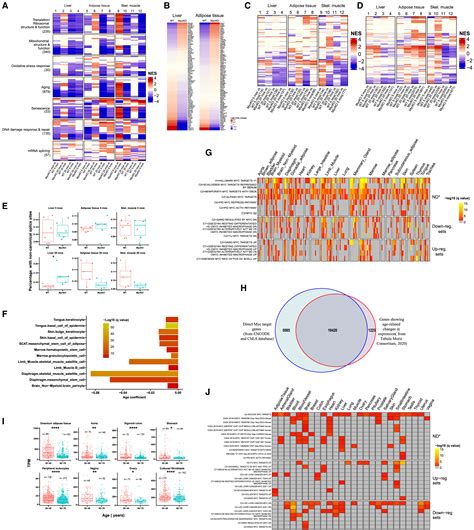 Premature Aging And Reduced Cancer Incidence Associated With Near Complete Body Wide Myc