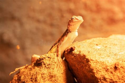 Funny Lizard With A Smile Face On A Stone At Hot Sunny Day A Happy Lizard Stock Image Image