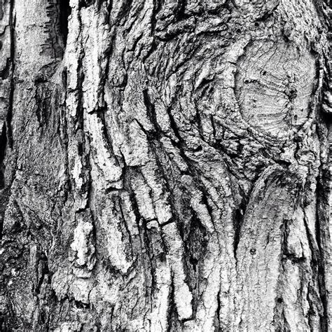 Tree Textures Exploring The Beauty Of Nature