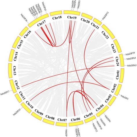 Segmental Duplication Analysis Of The Ntbzip Genes The Putative