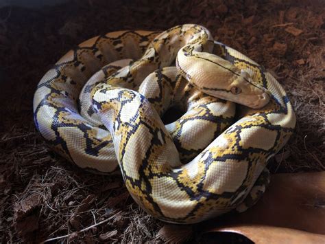 pin by jose gonzales on reticulated pythons reticulated python