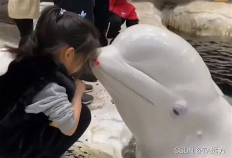 【android】关于wifi局域网的手机摄像头当视频监控用实现方案详解android Tcp 实现 Nvr相机 Csdn博客