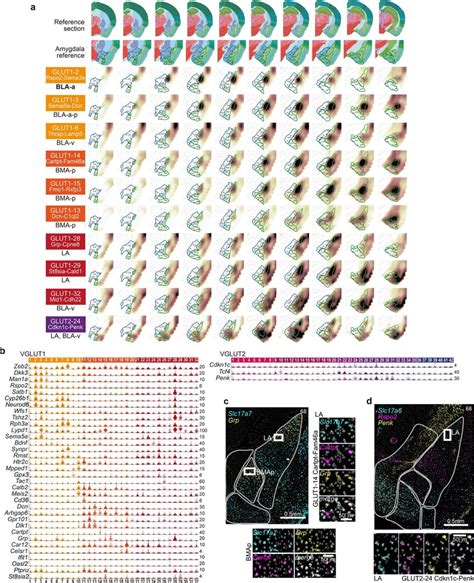 Bla Bma La Glutamatergic Neuron Populations A Inferred Spatial