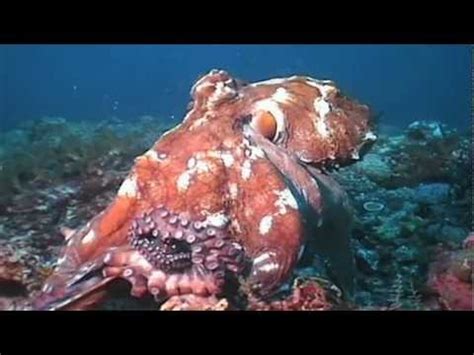 Octopus Sex Make Love Not War YouTube