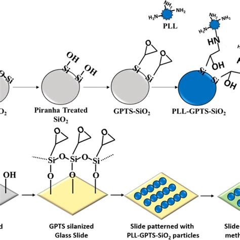 Schematic Representation Of Modification Of Bare Silica Sio2 Download Scientific Diagram