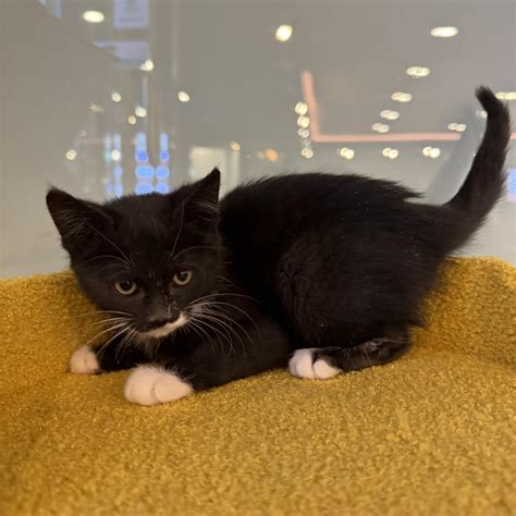 코리안숏헤어 깜미 푸숑특징 고양이특징 랙돌특징 러시안블루특징 먼치킨특징 브리티쉬숏헤어특징 노르웨이숲특징 데본렉스특징 뱅갈특징 샴특징 셀커크렉스특징 스코티쉬폴드특징 스핑크스