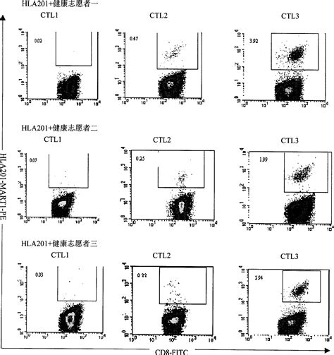 Dendritic Cell Vaccine Carrying Recombinant Human Hsp70 Polypeptide
