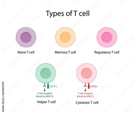 Types Of T Cell Naive Regulatory And Memory T Cell Helper T Cell And Cytotoxic T Cell Cd