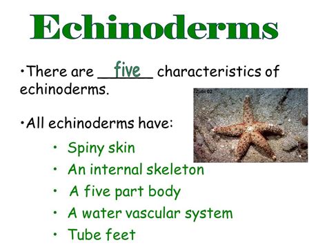 Echinoderms Characteristics
