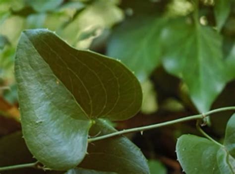 15 Popular Vine With Heart Shaped Leaves With Pictures