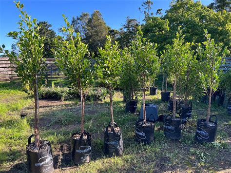 Ficus Tuffi Tree Identification Made Simple The Ficus Tuffi Guy