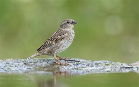 Schlichte Schönheit Foto And Bild Europe Balkans Tiere Bilder Auf Fotocommunity