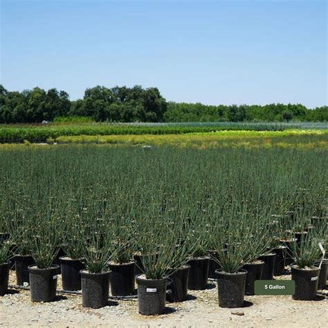 Large Cape Rush Plants Express