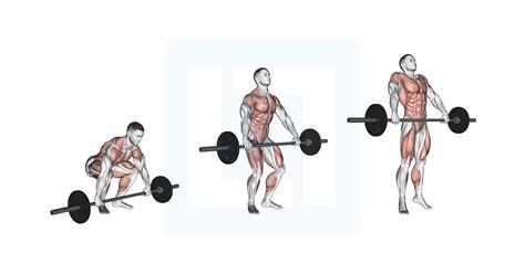Dumbbell Upright Row Guide Benefits And Form