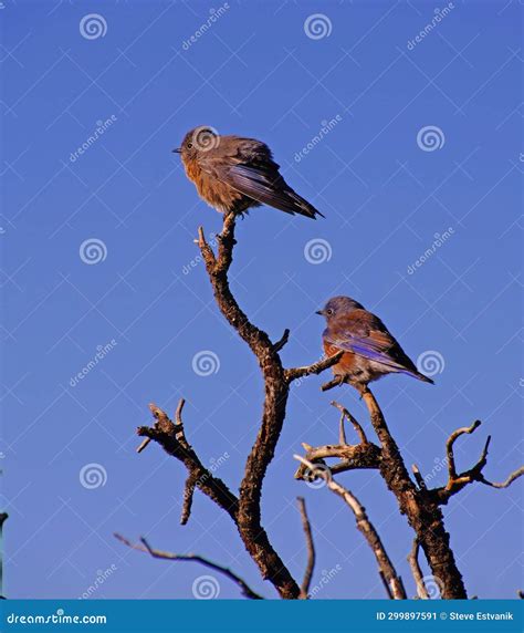 Western Bluebird Mating Pair Stock Image Image Of Western South