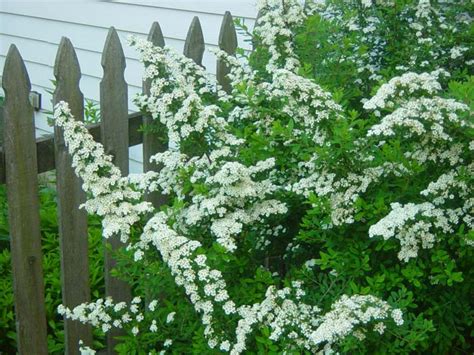 Spiraea Snowmound 25lt Springvale Garden Centre