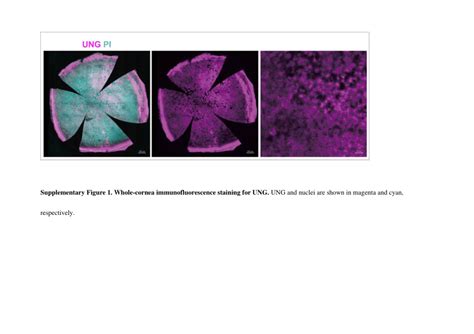 Pdf Single Cell Transcriptomics Reveals Cellular Heterogeneity And Complex Cell Cell
