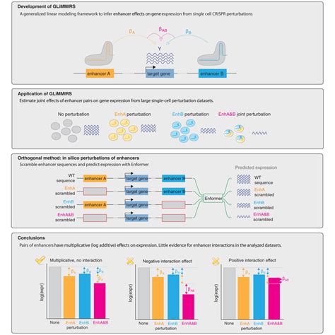 Analysis Of Single Cell Crispr Perturbations Indicates That Enhancers Predominantly Act