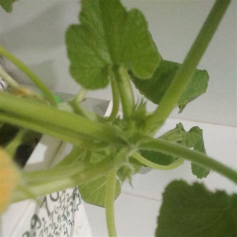 Common Squash Problems And Solutions 🎃