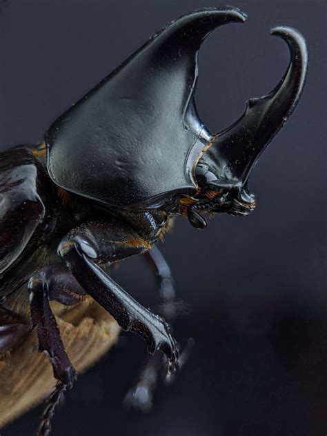 Black Beetle Spiritual Meaning Awakening State