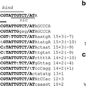 Putative TrwC Targets In The Human Genome A DNA Sequences Resembling Download Scientific