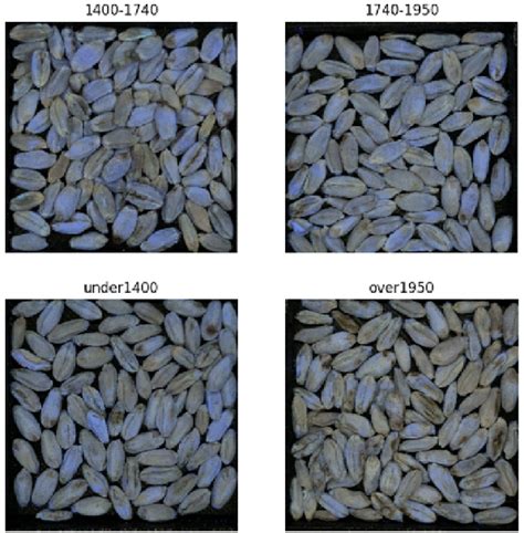 Cropped Images Of Wheat Kernel Samples Labels Correspond To The Class Download Scientific