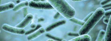 Uvc Sterilization And Germicidal Light How It Works Natdis