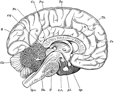 Biology 30 Brain Structure And Function Diagram Quizlet